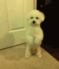 200k GIFs - Get the best gif on GIFER