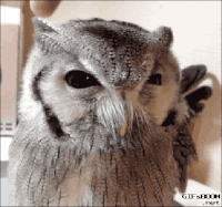 Eule GIFs - Get the best gif on GIFER