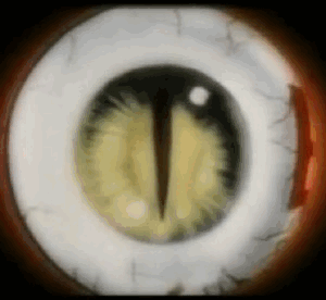 Eyeball 1975 GIF - Conseguir o melhor gif em GIFER