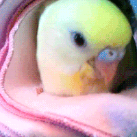 Budgie GIFs - Get the best gif on GIFER