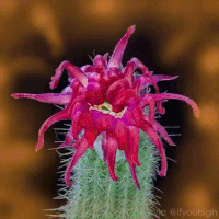 Cacti GIFs - Get the best gif on GIFER