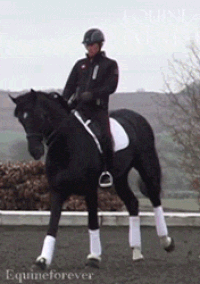 Horse racing GIFs - Get the best gif on GIFER