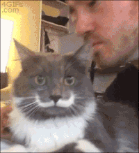 Stawp GIFs - Get the best gif on GIFER