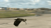 Drone GIFs - Get the best gif on GIFER
