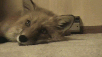 Foxy GIFs - Get the best gif on GIFER