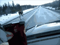 Canadian GIFs - Get the best gif on GIFER