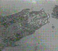 Microscope GIFs - Get the best gif on GIFER