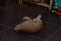 Potato GIFs - Get the best gif on GIFER