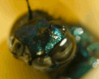 Insects GIFs - Get the best gif on GIFER