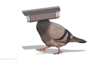 Pigeon GIFs - Get the best gif on GIFER