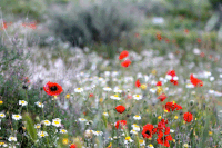 Field GIFs - Get the best gif on GIFER
