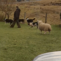 Lamb GIFs - Get the best gif on GIFER