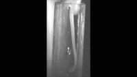 Capillary action GIF - Conseguir o melhor gif em GIFER