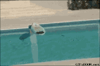 Pool GIFs - Get the best gif on GIFER