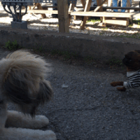 Bark GIFs - Get the best gif on GIFER