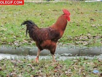 Gallo GIF - Conseguir el mejor gif en GIFER