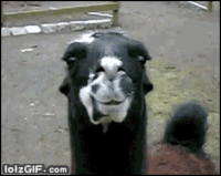 Chew GIFs - Get the best gif on GIFER