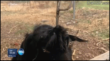 Hurr GIFs - Get the best gif on GIFER