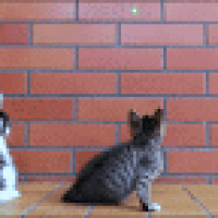 Partie GIFs - Get the best gif on GIFER