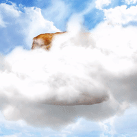 Ham GIFs - Get the best gif on GIFER