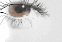 Lashes GIFs - Get the best gif on GIFER