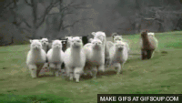 Herding GIFs - Get the best gif on GIFER
