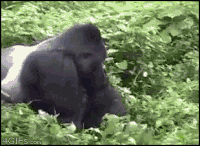 Meeeee GIFs - Get the best gif on GIFER