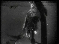 Man hung GIFs - Get the best gif on GIFER