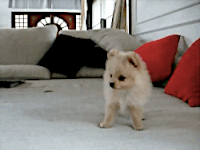 Sidestep GIFs - Get the best gif on GIFER