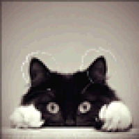 Lari GIFs - Get the best gif on GIFER