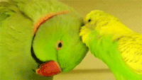 Parakeet GIFs - Get the best gif on GIFER
