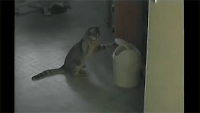Wheeeee гифки, анимированные GIF изображения wheeeee - скачать гиф ...
