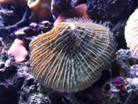 Roxo GIFs - Get the best gif on GIFER