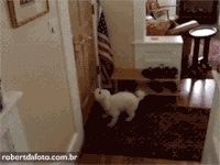 Mailman GIFs - Get the best gif on GIFER