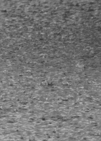 Untamed GIFs - Get the best gif on GIFER