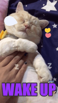Wakeup GIFs - Get the best gif on GIFER