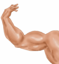 Biceps GIFs - Get the best gif on GIFER