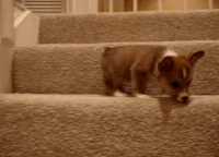 Stepping GIFs - Get the best gif on GIFER