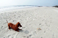 Dachshund GIFs - Get the best gif on GIFER