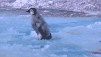 Cierre GIF - Conseguir el mejor gif en GIFER