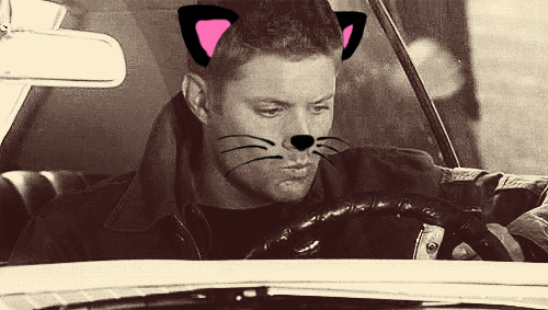 Jensen cat GIF - Conseguir o melhor gif em GIFER