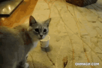 Curiosity GIFs - Get the best gif on GIFER