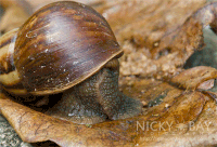 Snail GIFs - Get the best gif on GIFER