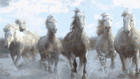 Stampede GIFs - Get the best gif on GIFER