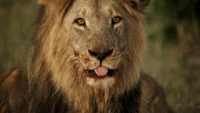 Lion GIFs - Get the best gif on GIFER