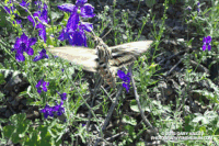 Mites GIFs - Get the best gif on GIFER