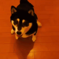 Woof GIFs - Get the best gif on GIFER