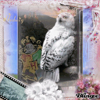 Hedwig GIFs - Get the best gif on GIFER