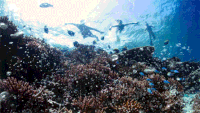 Scubas GIFs - Get the best gif on GIFER