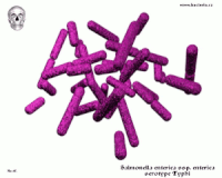 Bacteria GIFs - Get the best gif on GIFER
